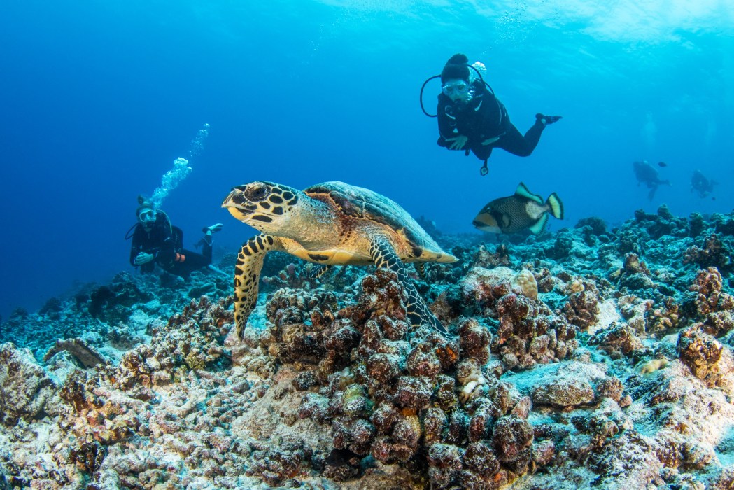 San Juan Scuba Diving Tours, Puerto Rico | Try Scuba Diving